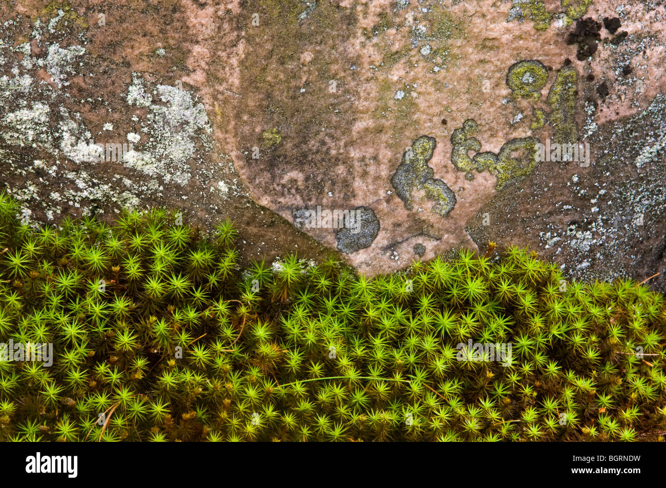 Haircap moss colony at base of rock outcrop, Killarney, Ontario Stock ...