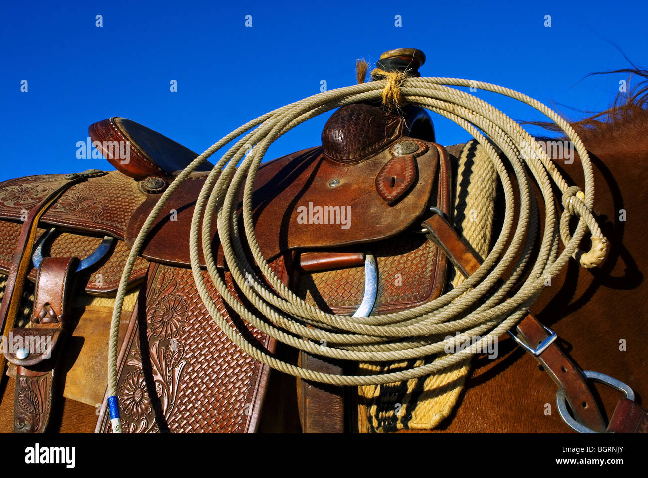 Horse saddled up ready for the rodeo Stock Photo - Alamy
