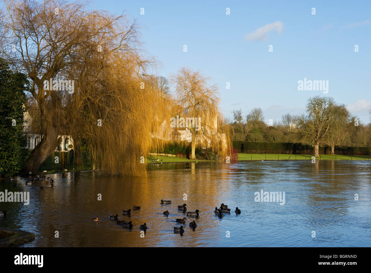 Weeping willow trees hi-res stock photography and images - Alamy