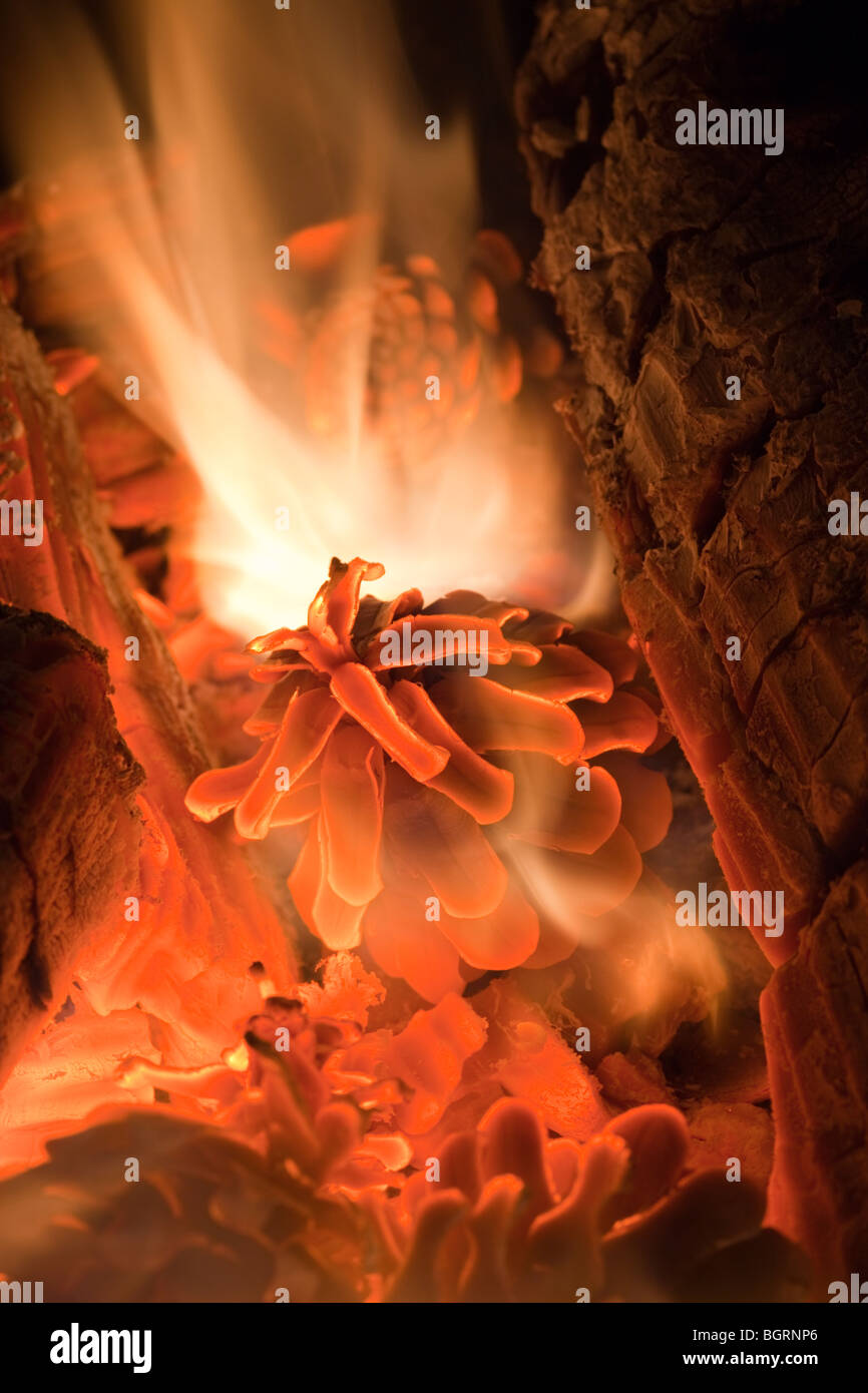 Pine cones burning in fire hi-res stock photography and images - Alamy
