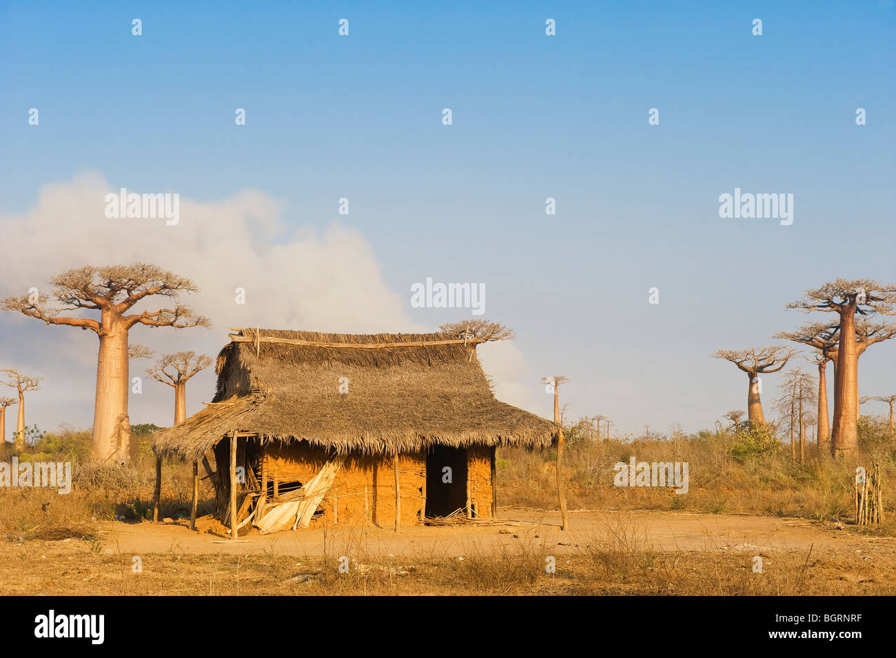 Hut between baobabs (Adansonia Grandidieri), Morondava, Madagascar ...