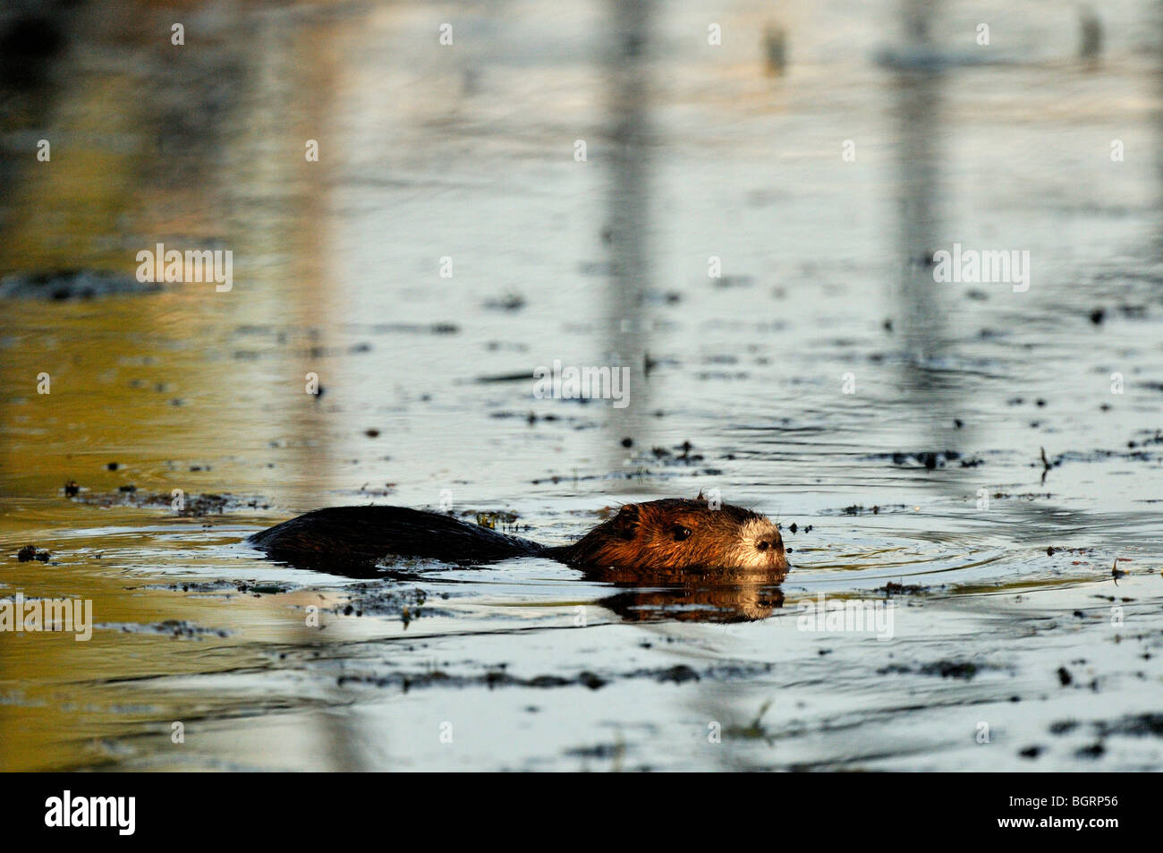 Nutria beaver hi-res stock photography and images - Alamy