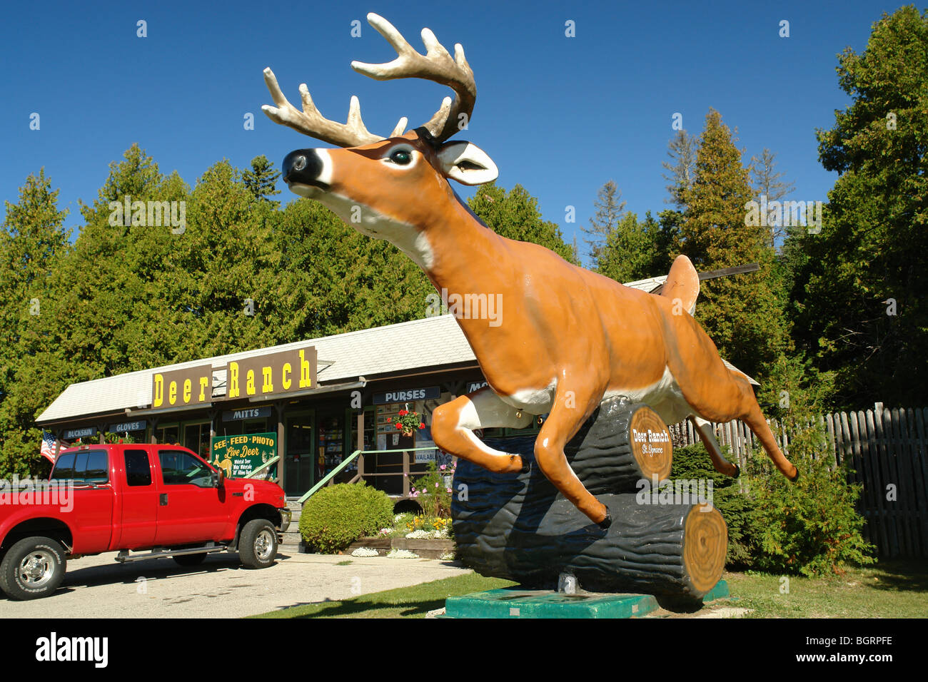 Michigan deer hi-res stock photography and images - Alamy