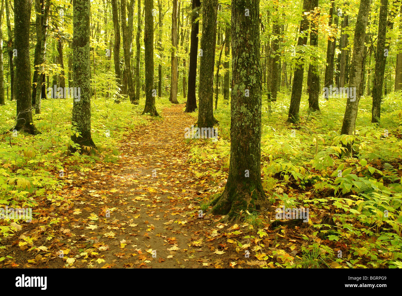 AJD62635, MI, Michigan, Upper Peninsula, Black River Scenic Byway Drive ...