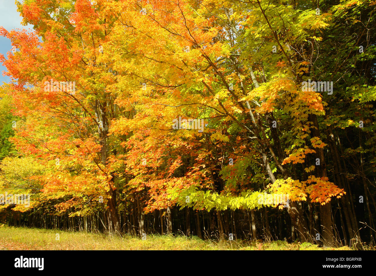 AJD62651, MI, Michigan, Upper Peninsula, Ottawa National Forest ...
