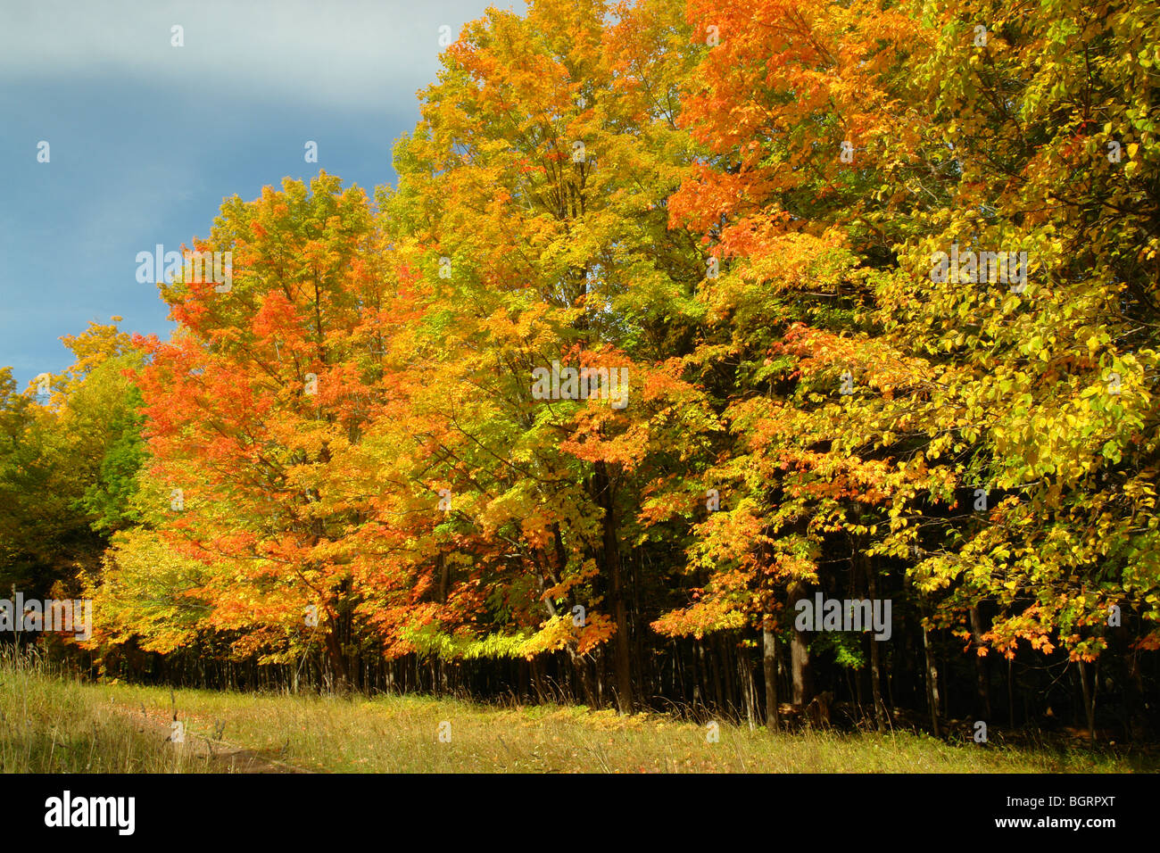 AJD62652, MI, Michigan, Upper Peninsula, Ottawa National Forest ...