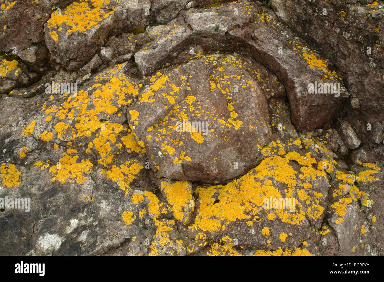 AJD62533, MN, Minnesota, Lake Superior, North Shore, rocks, algae ...