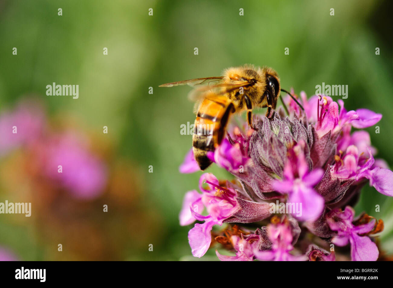 Fruity germander hi-res stock photography and images - Alamy
