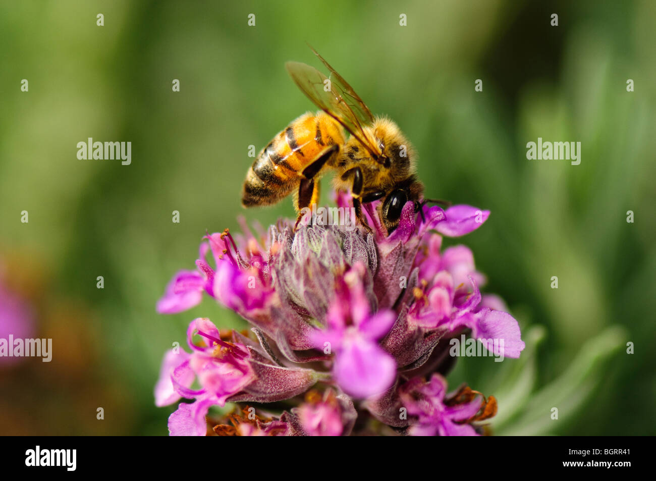 Fruity germander hi-res stock photography and images - Alamy