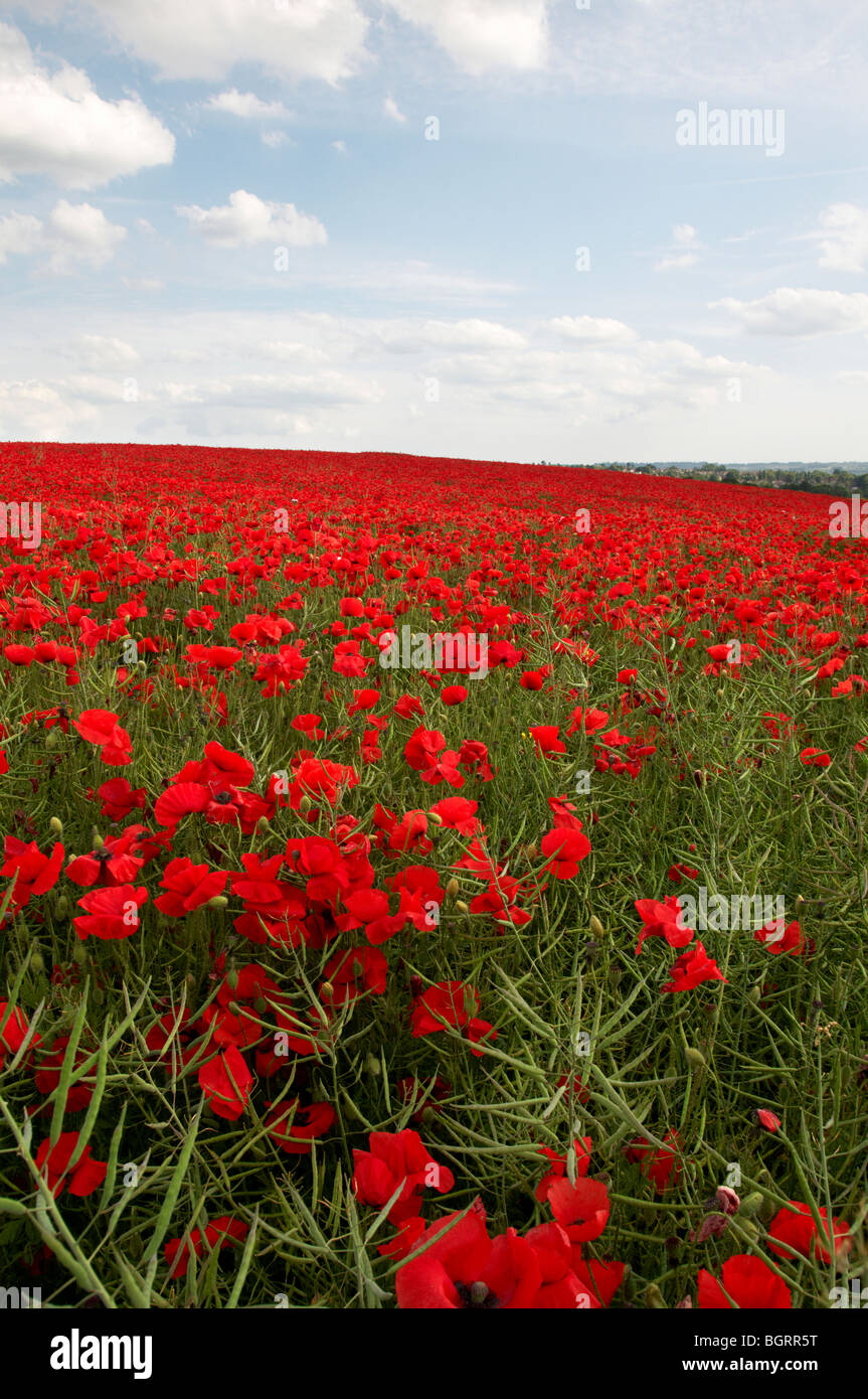 A field of poppies in the Kent countryside Stock Photo - Alamy