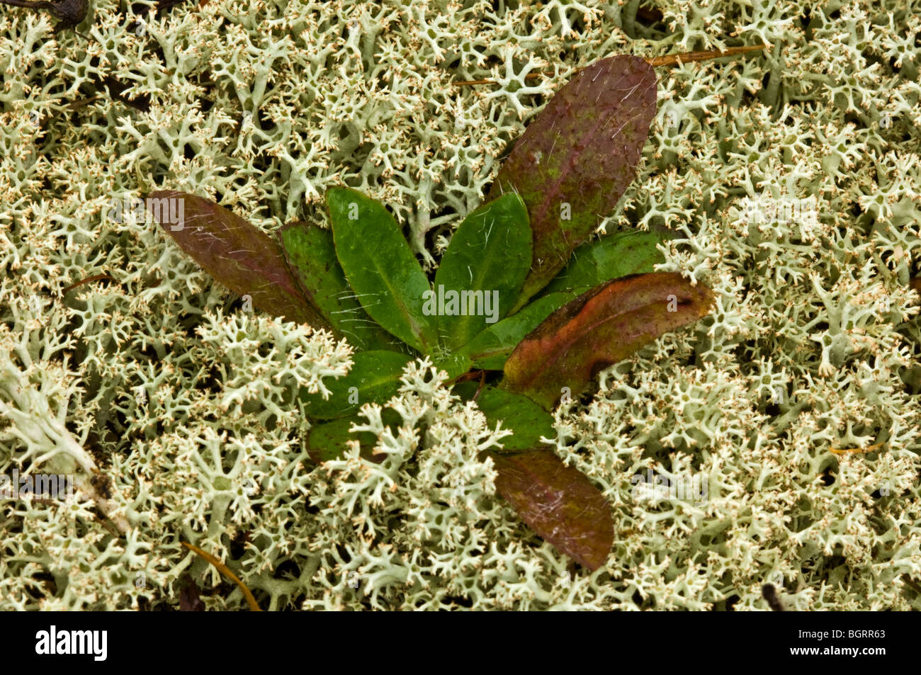 Cladina rangiferina hi-res stock photography and images - Alamy