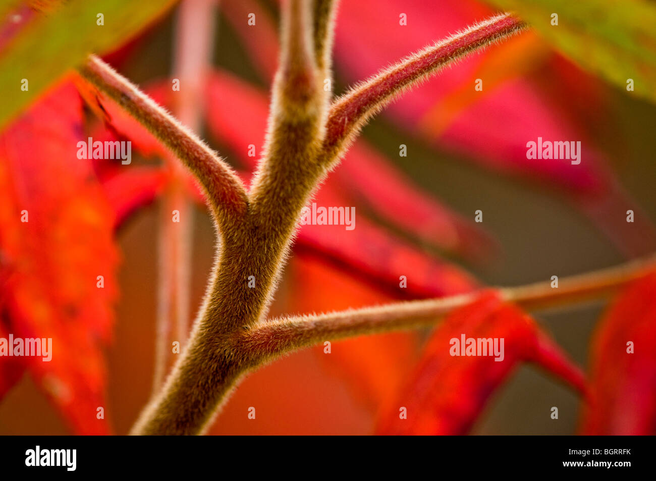 Staghorn sumac (Rhus typhina) Autumn leaves, Naughton, Ontario, Canada ...