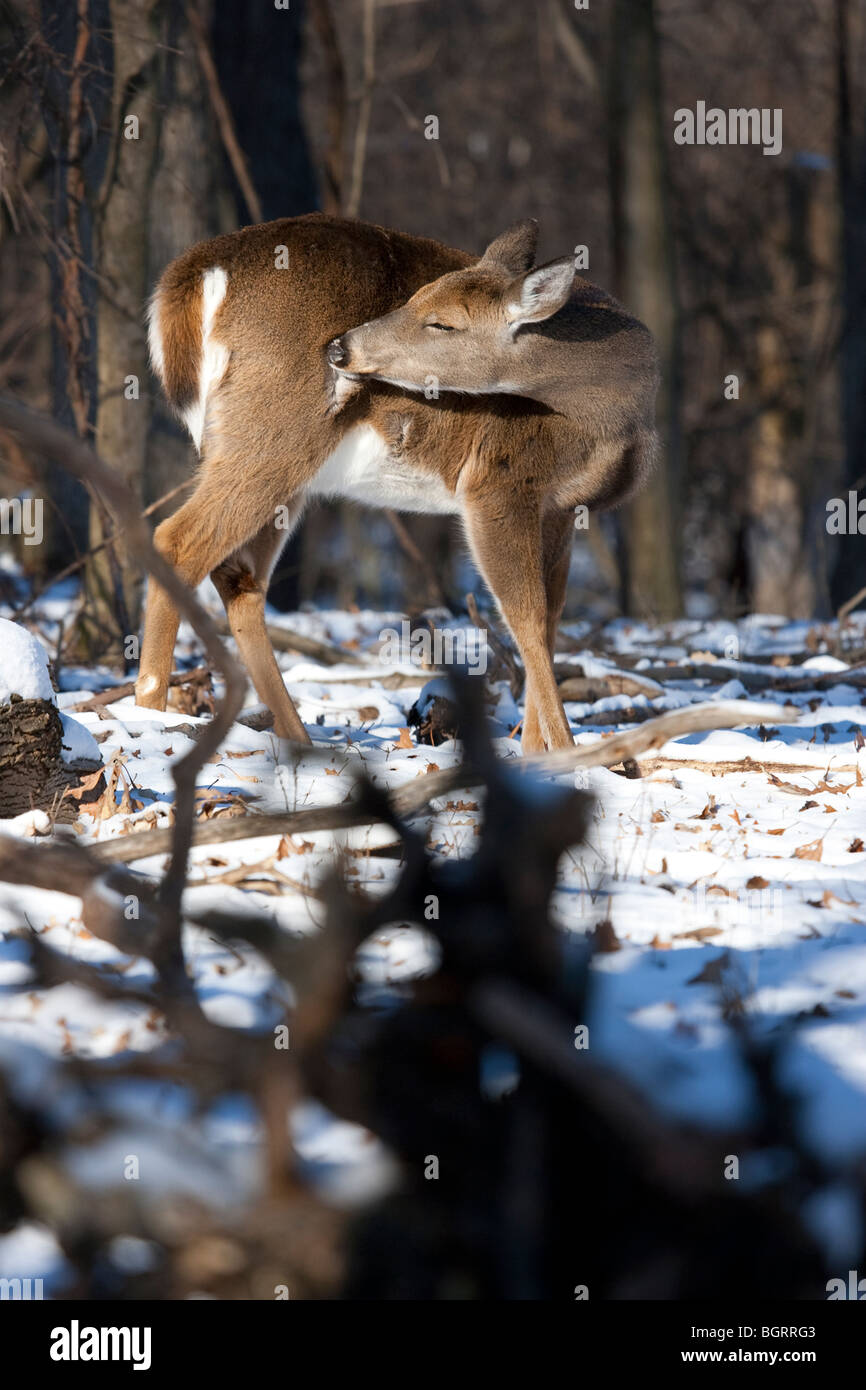Whitetail deer side view hi-res stock photography and images - Alamy