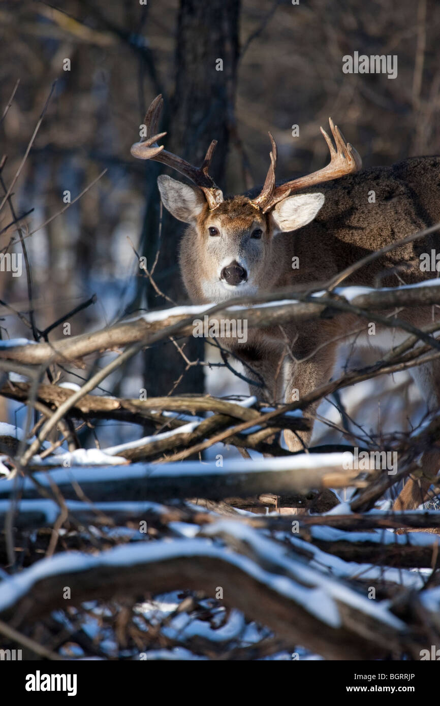 Buck behind a tree hi-res stock photography and images - Alamy