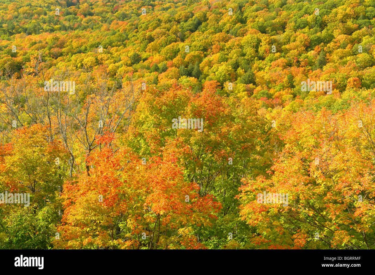 AJD62701, MI, Michigan, Upper Peninsula, Porcupine Mountains Wilderness ...