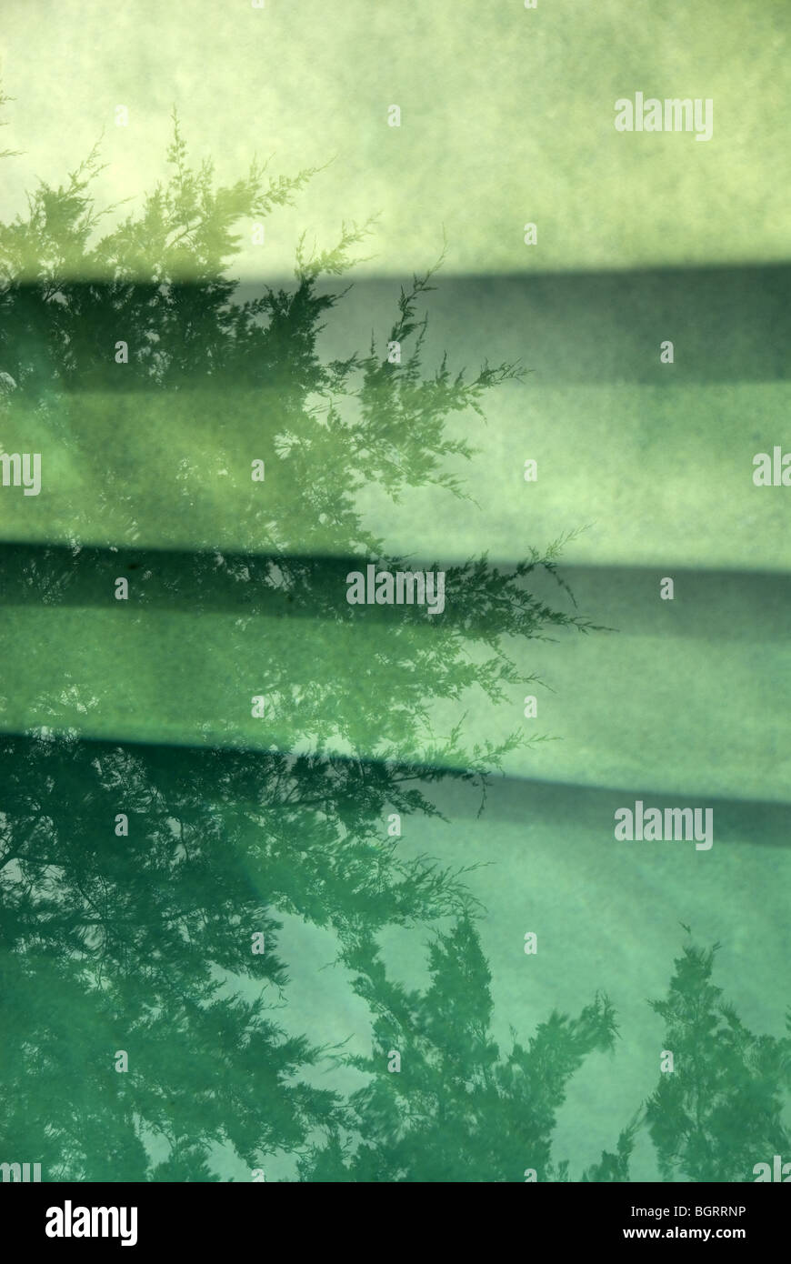 Swimming Pool Reflecting trees Stock Photo - Alamy