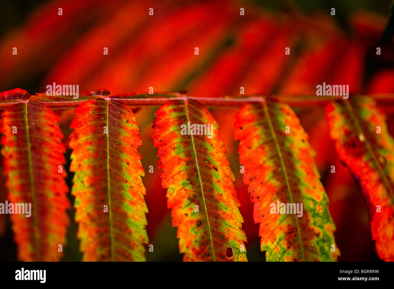 Staghorn sumac (Rhus typhina) Autumn leaves, Naughton, Ontario, Canada ...