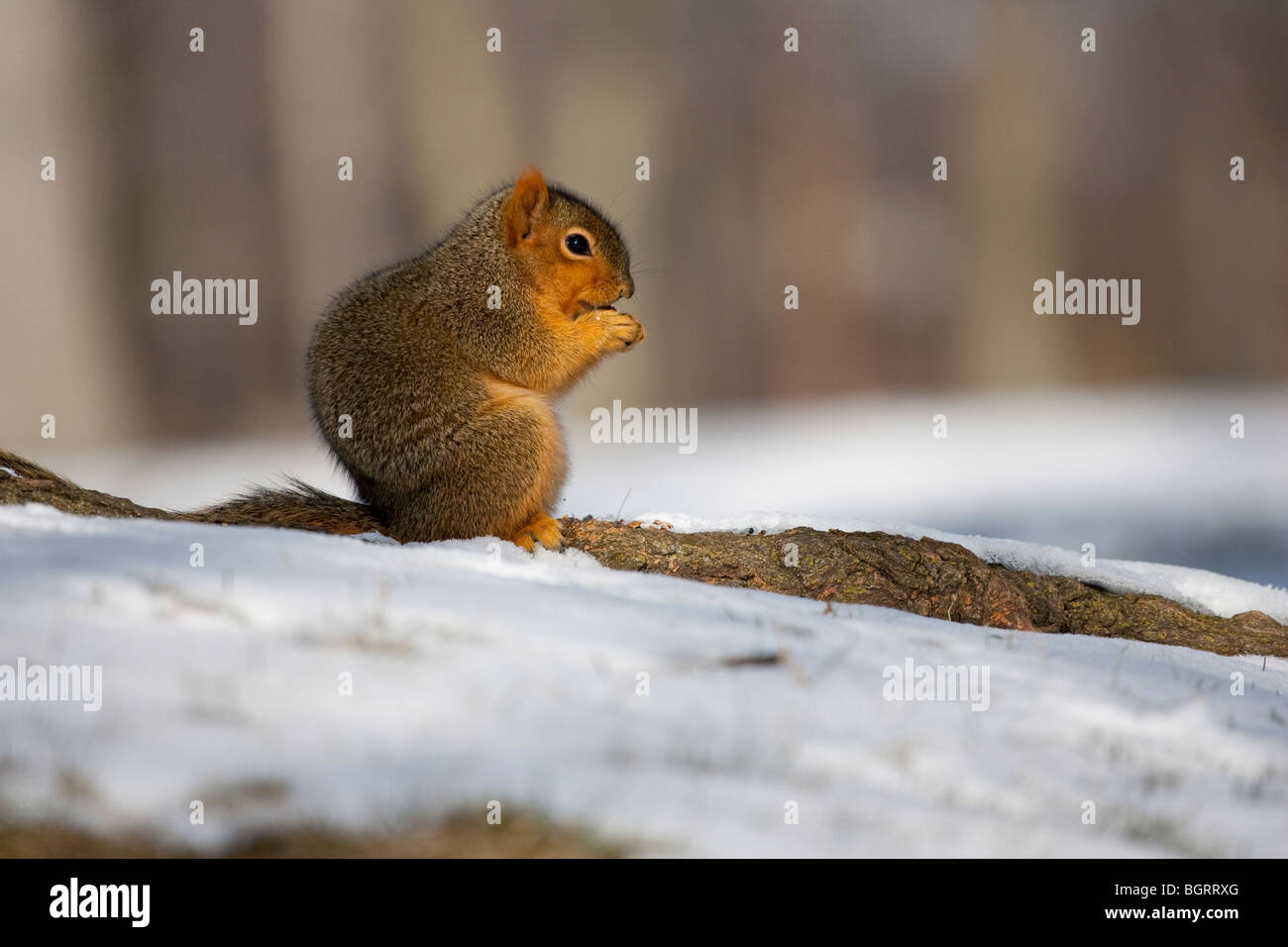 Squirrel sitting on a tree hi-res stock photography and images - Alamy