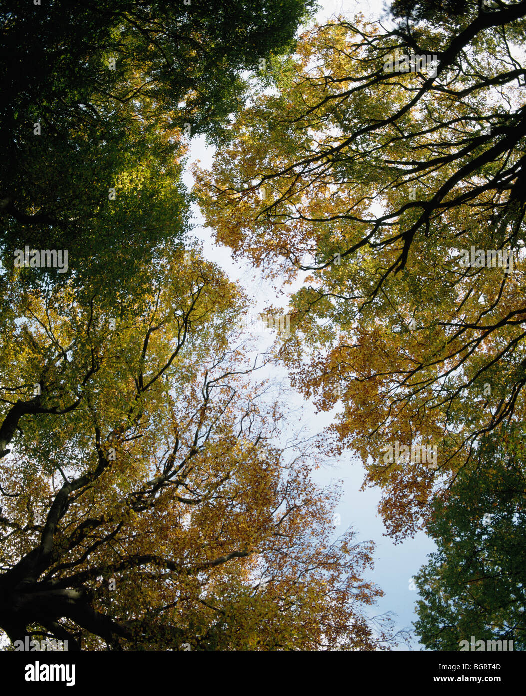 Beech tree, Marley Park, Rathfarnham, County Dublin, Ireland Stock ...