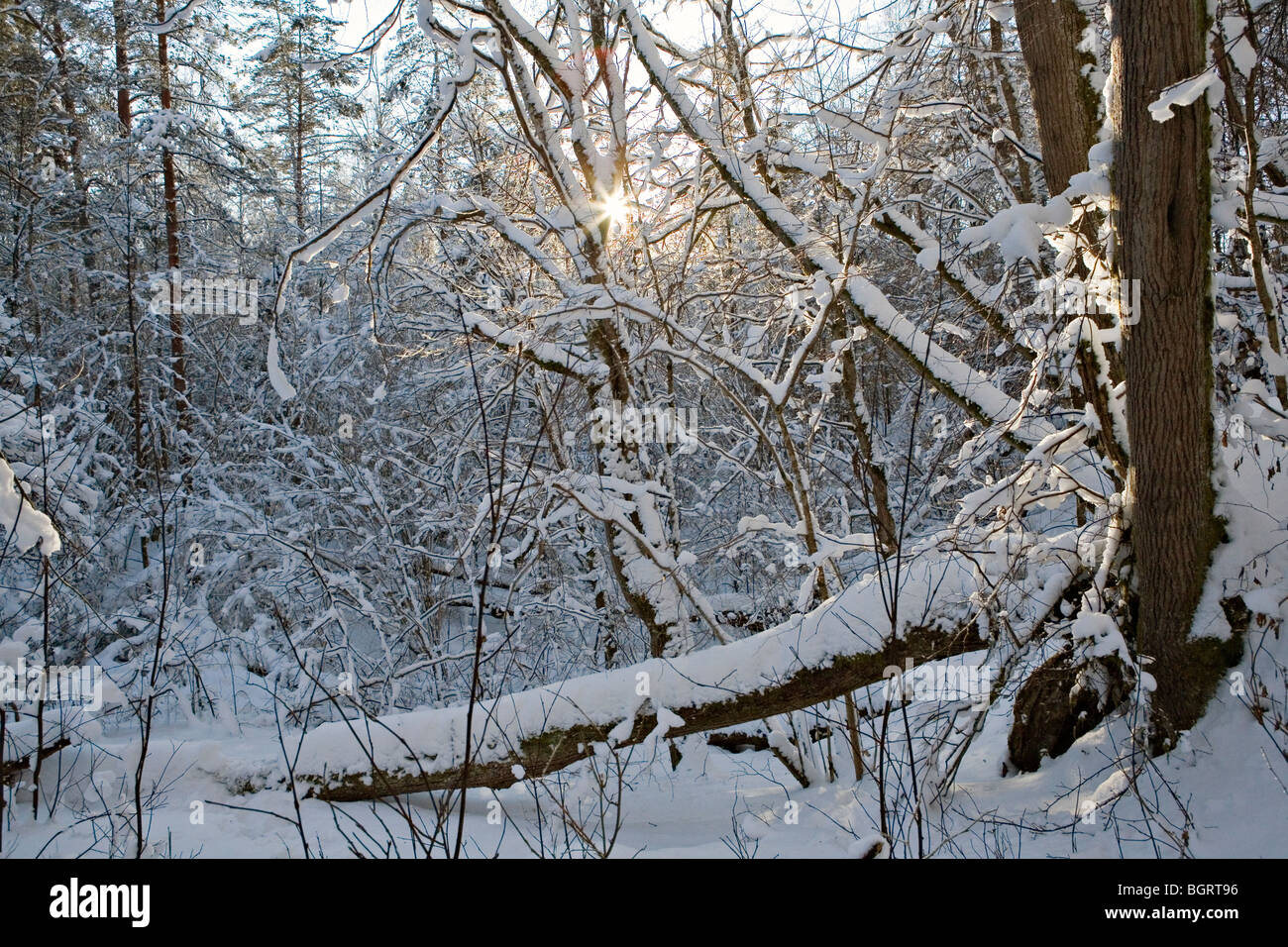 Virgin forests hi-res stock photography and images - Alamy
