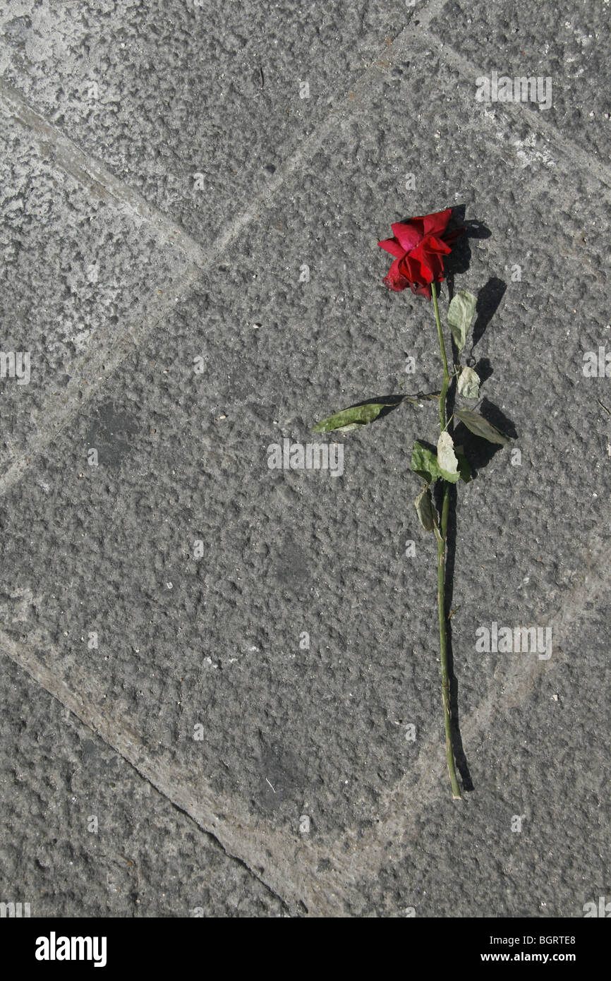 one single red rose left on street floor ground Stock Photo - Alamy