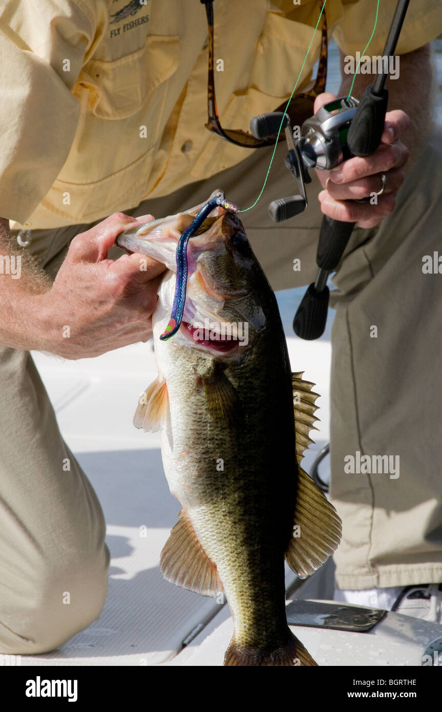 Bass angler lifts a typical largemouth bass caught on a plastic worm ...