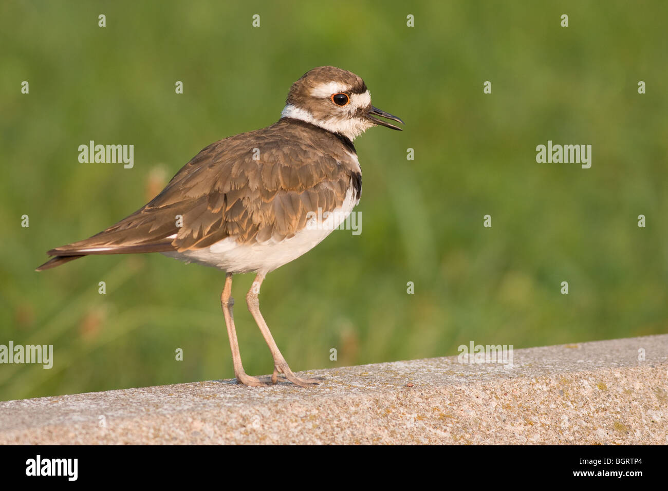 Shorebird killdeer hi-res stock photography and images - Alamy