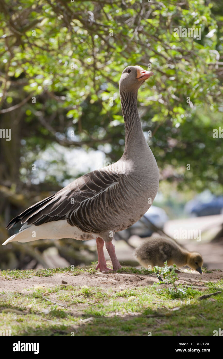 Goose and gossling Stock Photo - Alamy