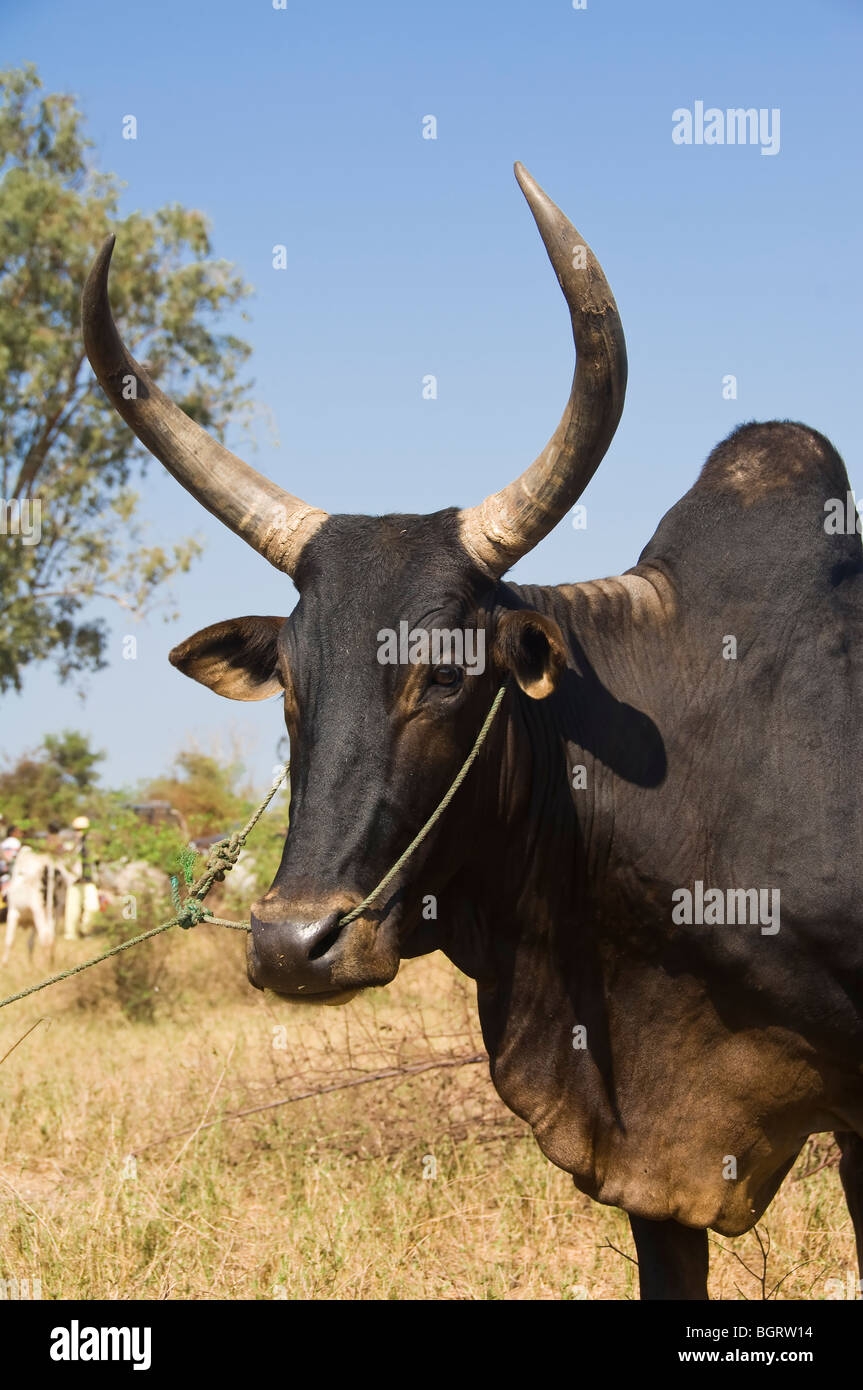 Madagascar zebu hi-res stock photography and images - Alamy
