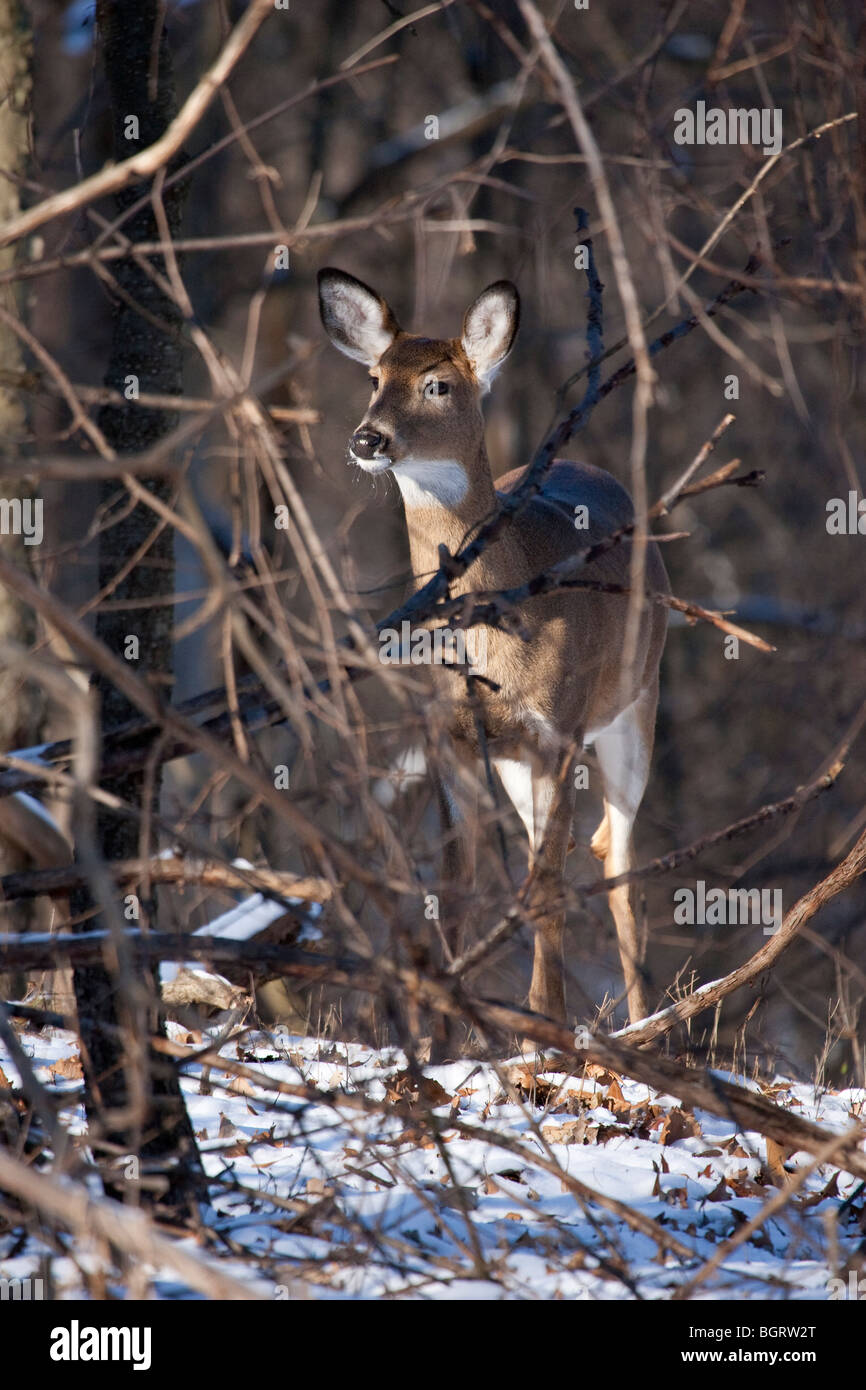 An alert whitetail deer standing behind tangled vines Stock Photo - Alamy