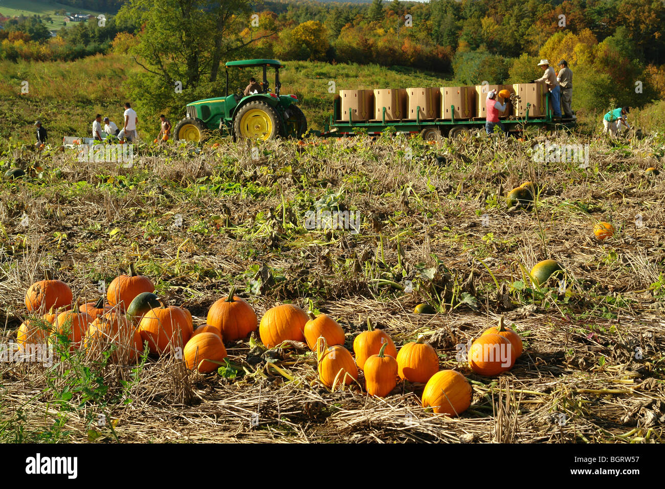 AJD62861, NC, North Carolina, Pumpkin Harvest Stock Photo - Alamy