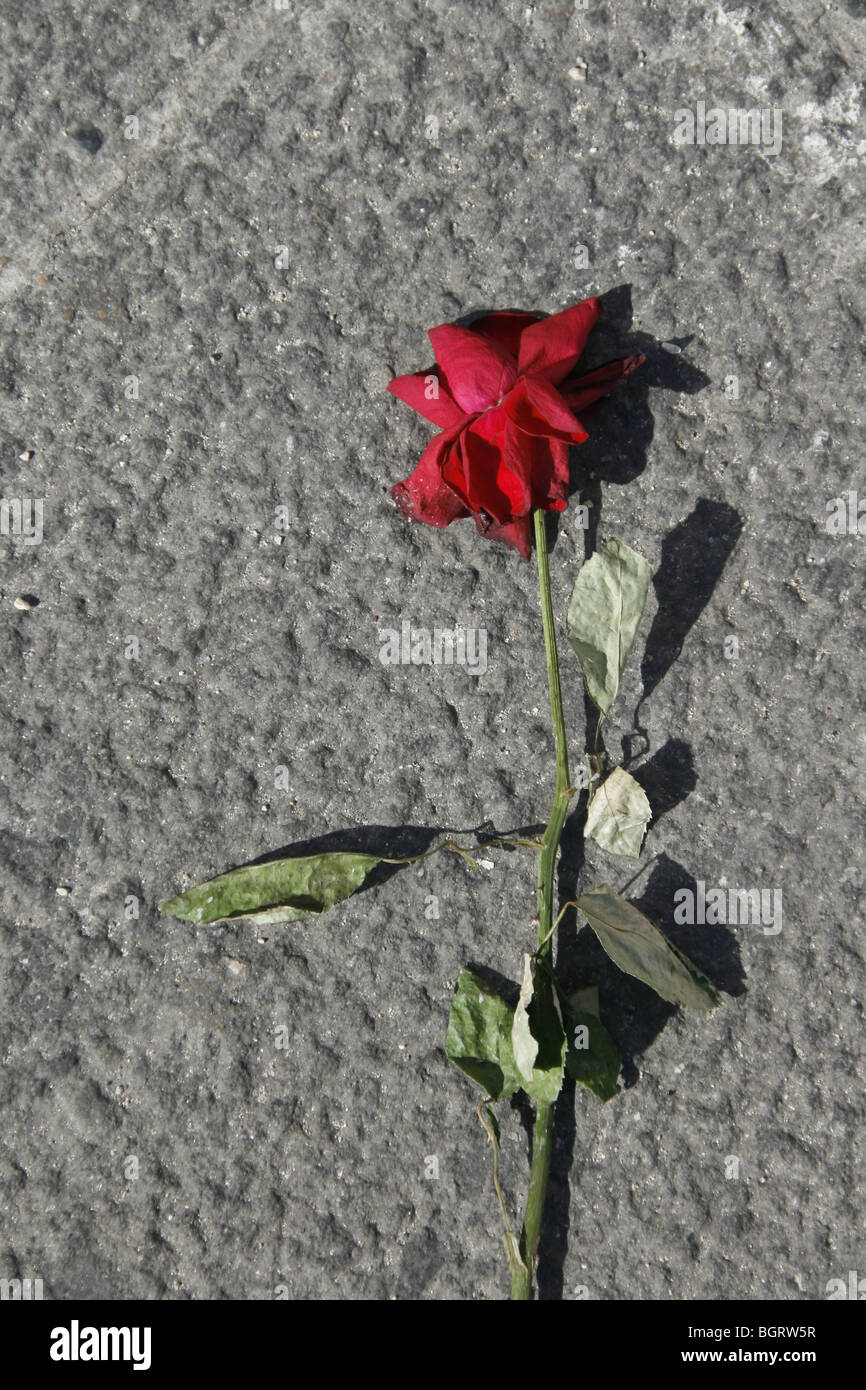 one single red rose left on street floor ground Stock Photo - Alamy