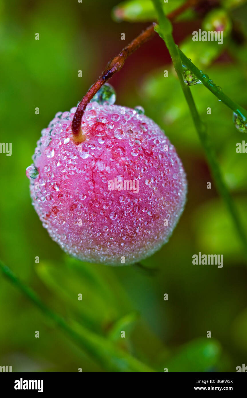 Partridge berry (Mitchella repens) with dew drops Killarney Provincial ...