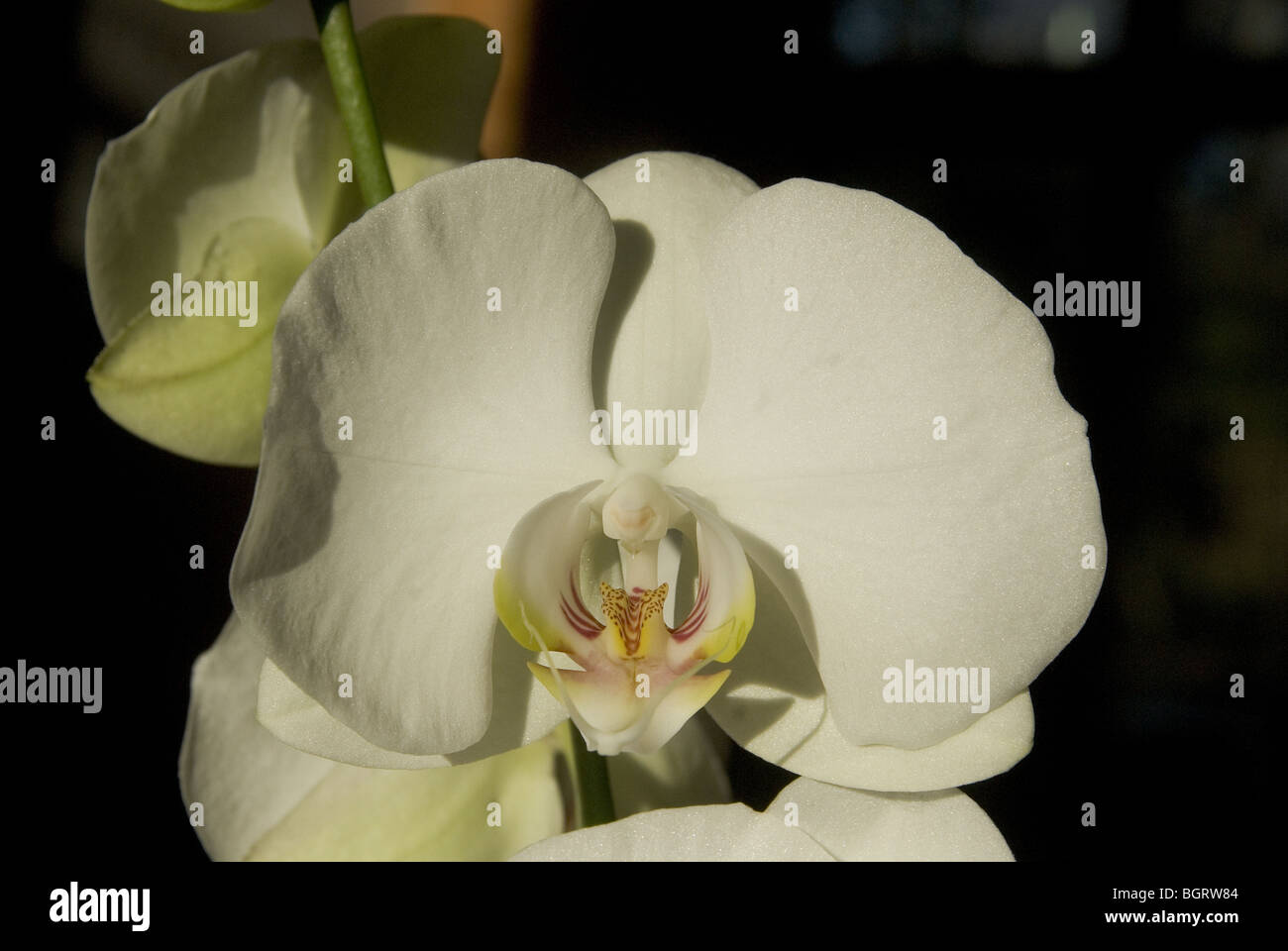 Tropical Single Orchid Stock Photo - Alamy