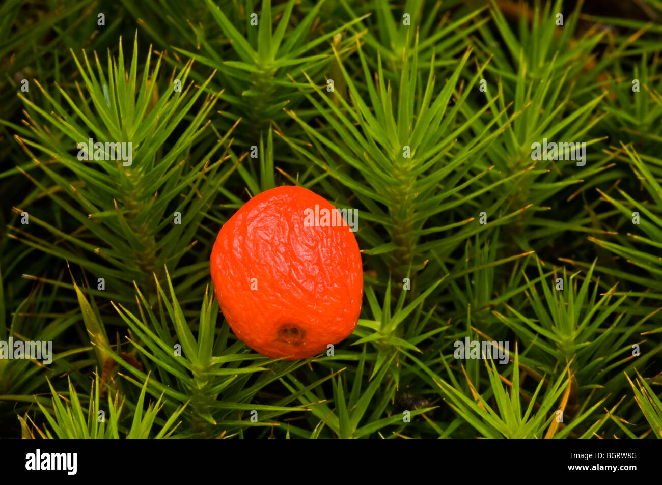 Bunchberry (Cornus Canadensis) Fallen berry in haircap moss, Greater ...