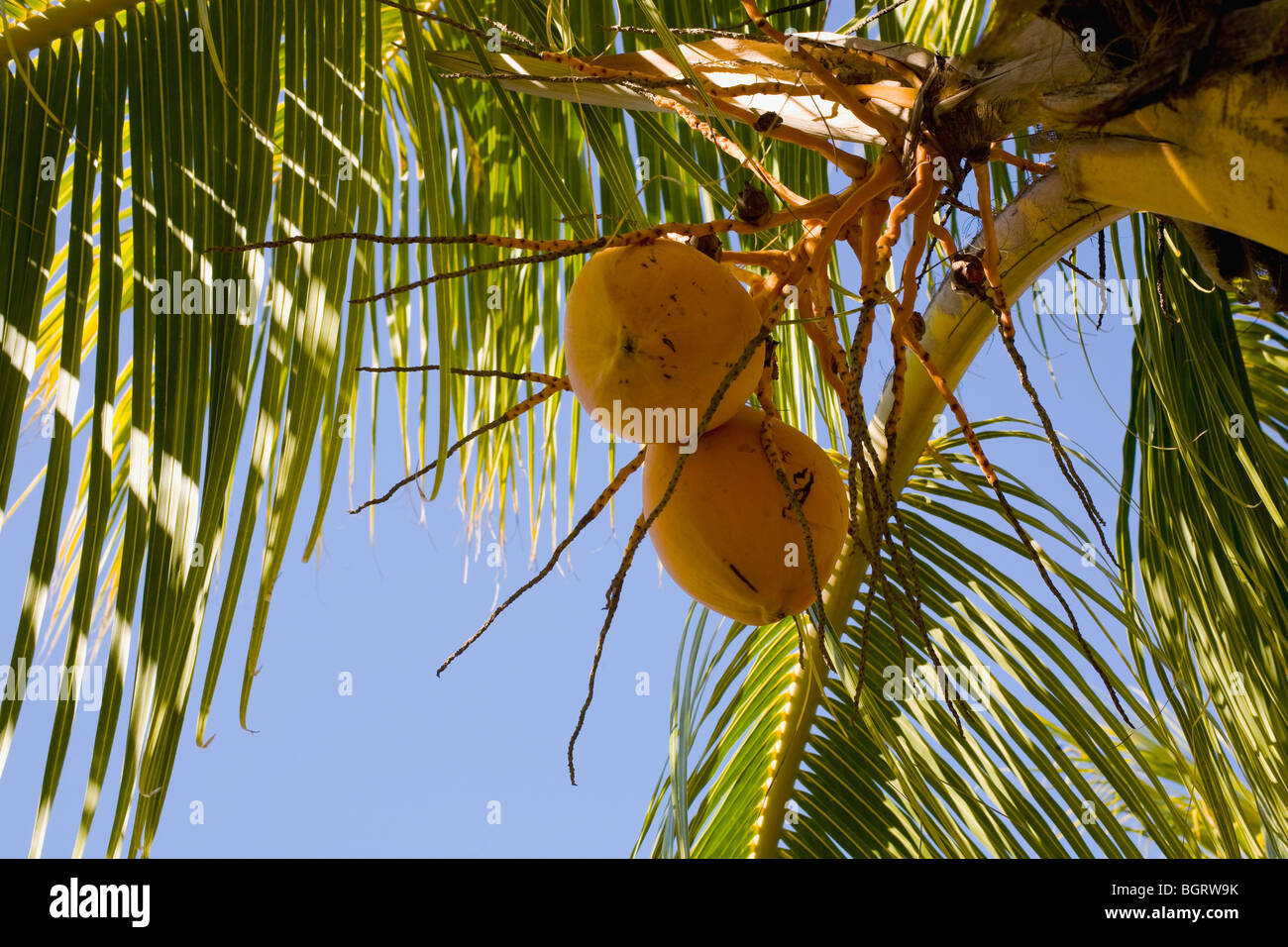 Coconuts grow on palm trees hi-res stock photography and images - Alamy