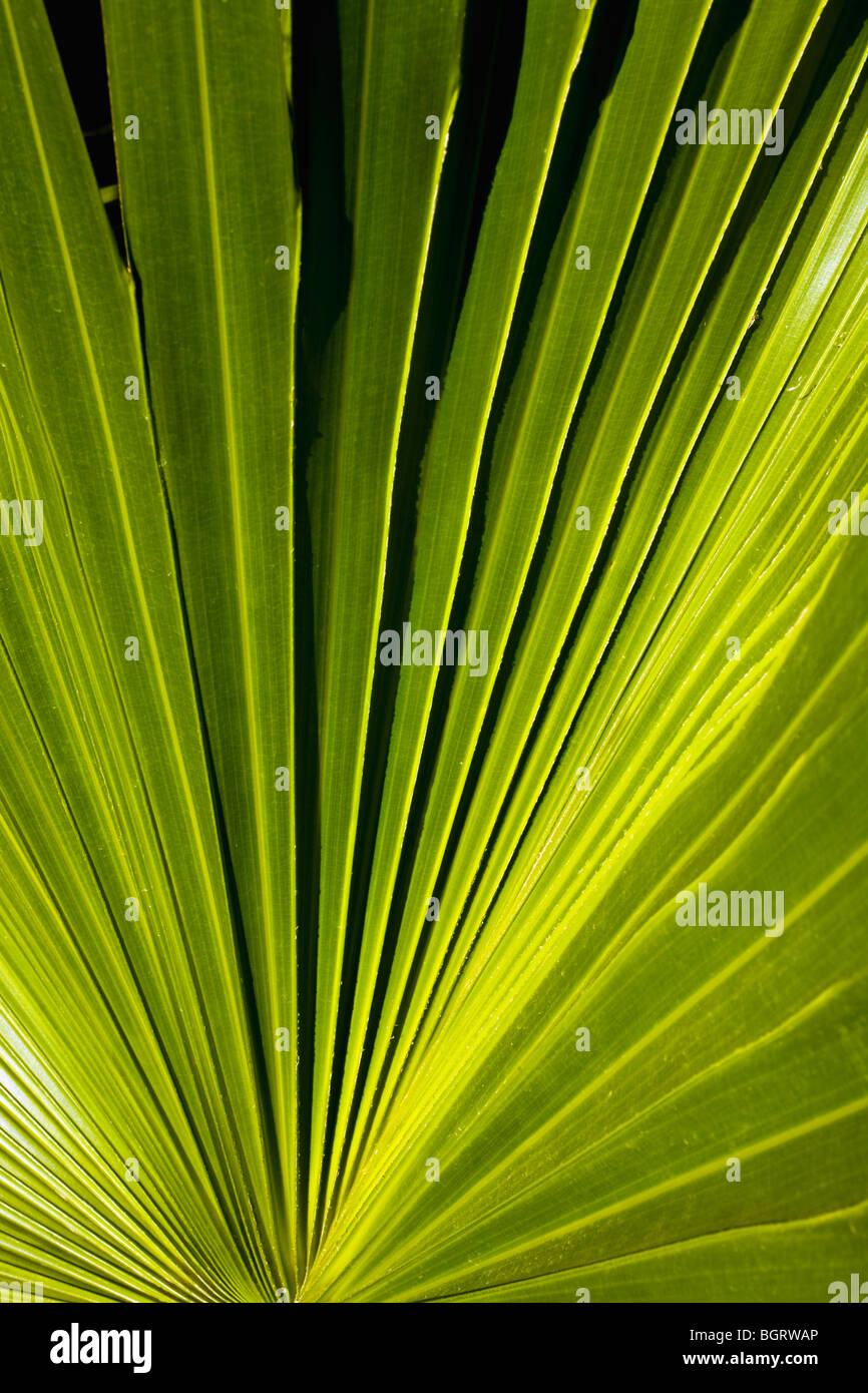 Fanning palm hi-res stock photography and images - Alamy