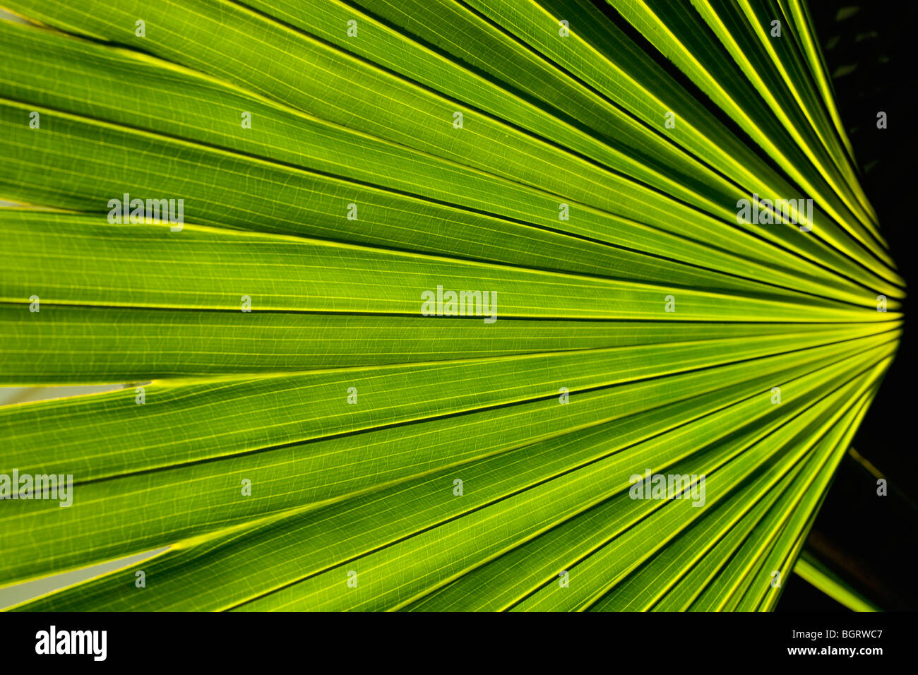 Fanning palm hi-res stock photography and images - Alamy