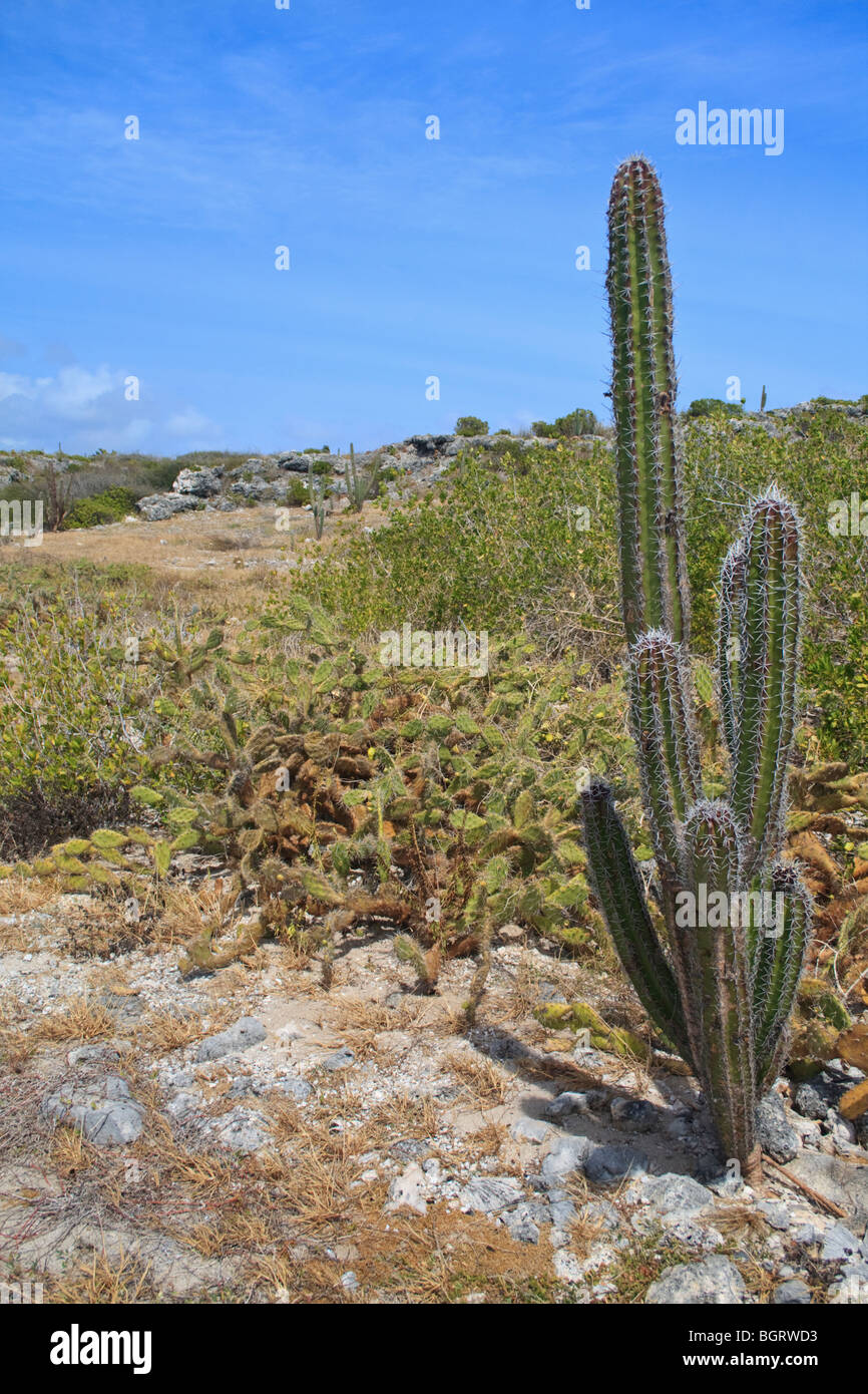 cactus beside the road on the Caribbean island of Aruba Stock Photo - Alamy