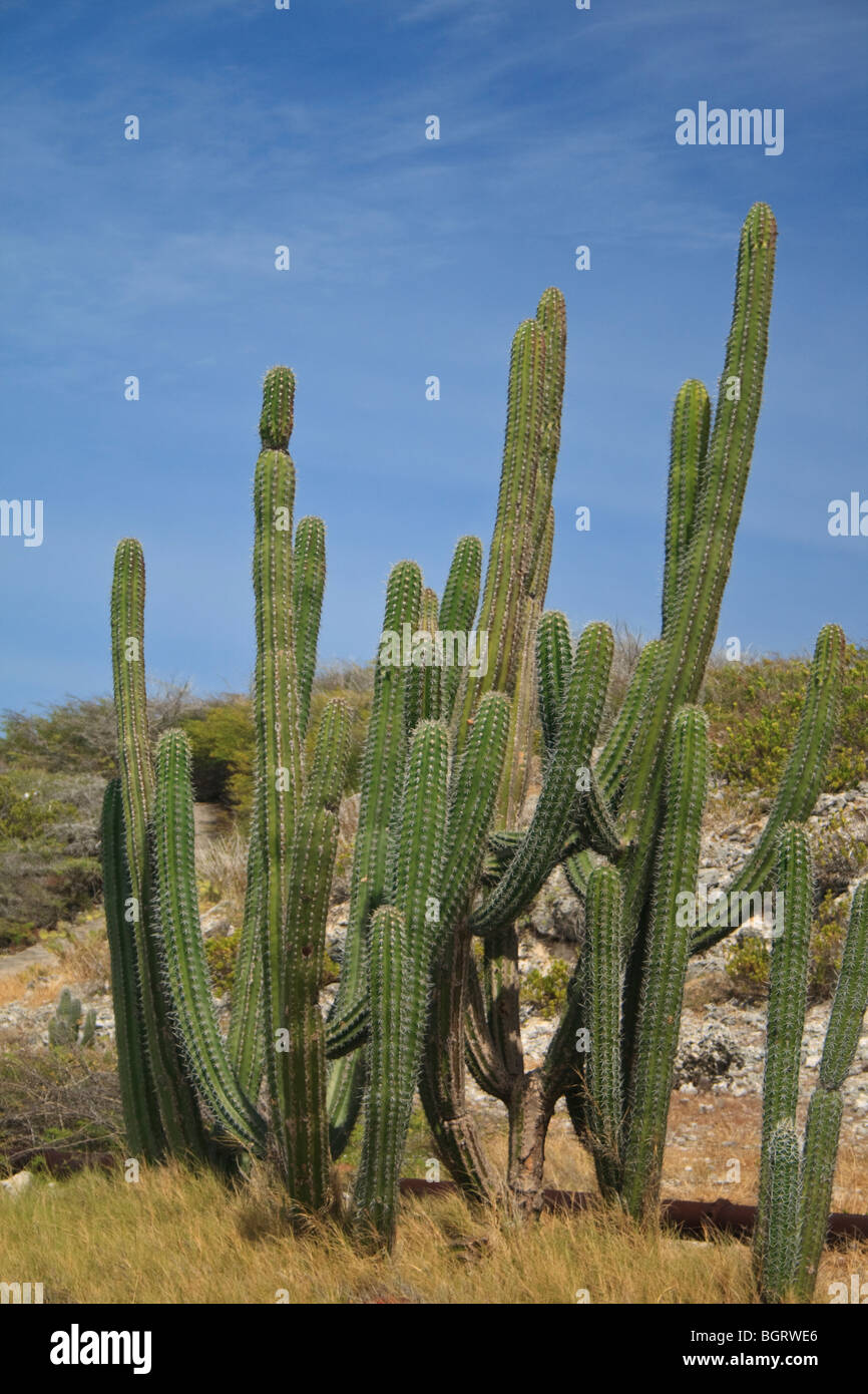 cacti beside the road on the Caribbean island of Aruba Stock Photo - Alamy