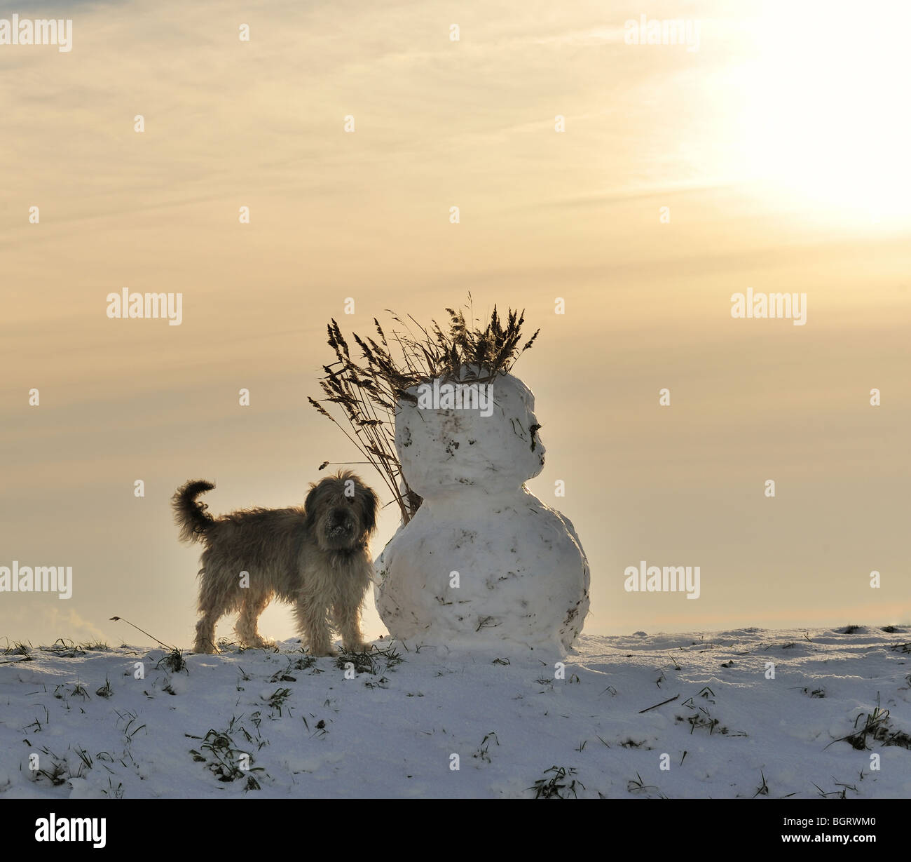 Snowman snow dog hi-res stock photography and images - Alamy