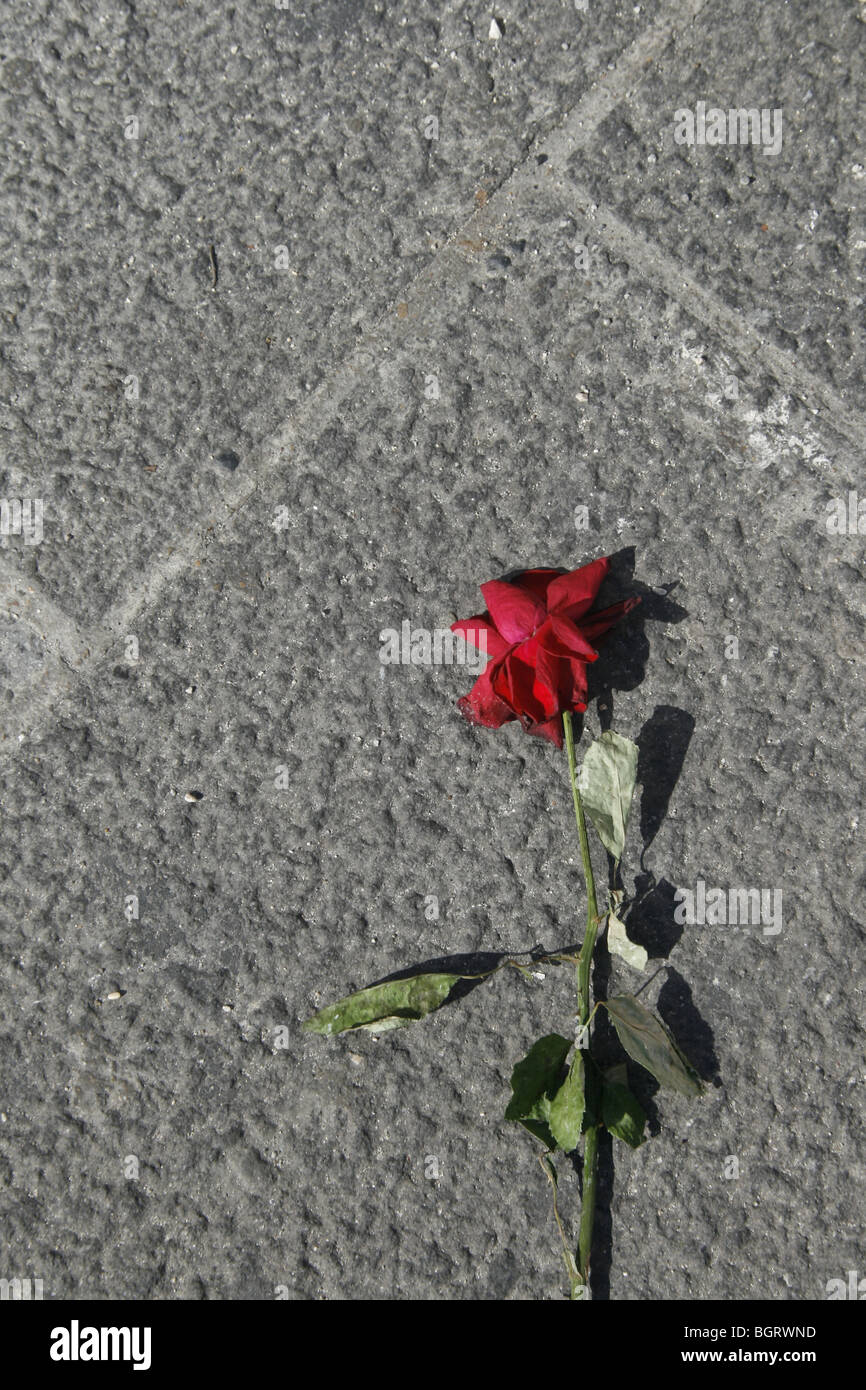 one single red rose left on street floor ground Stock Photo - Alamy