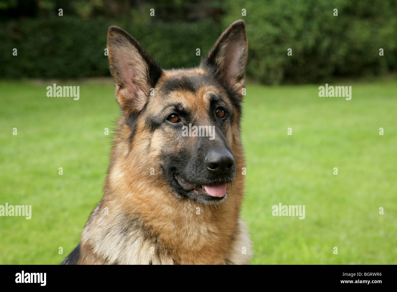 German shepherd guide dog hi-res stock photography and images - Alamy