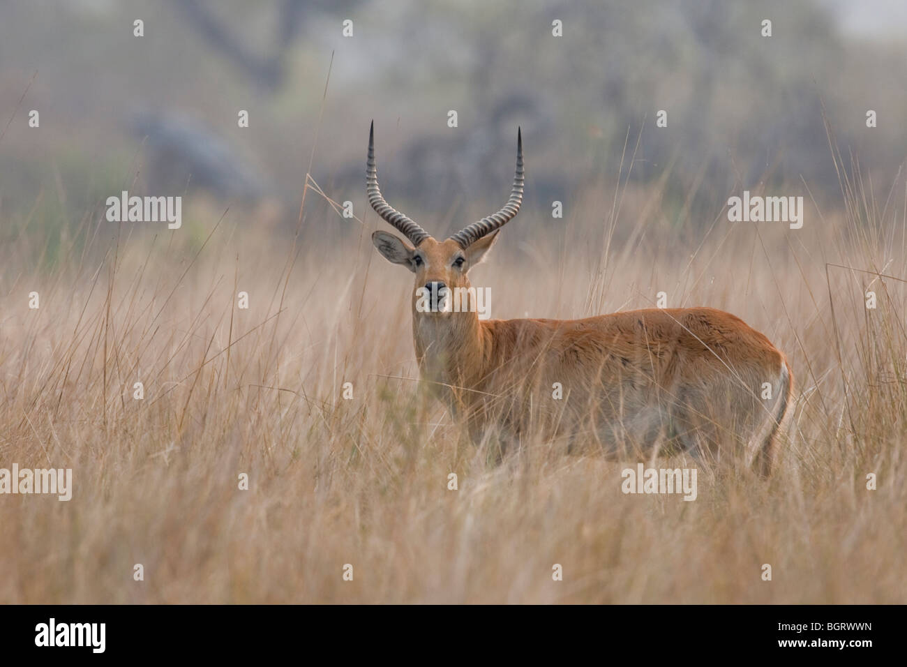 Portrait of a lechwe in southern Africa. The photo was taken in ...