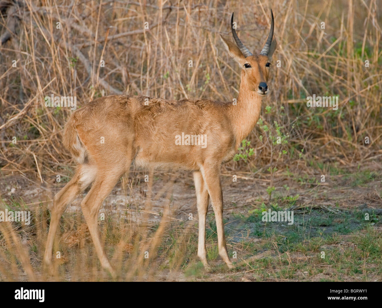 Portrait of a reedbuck in southern Africa. The photo was taken in ...
