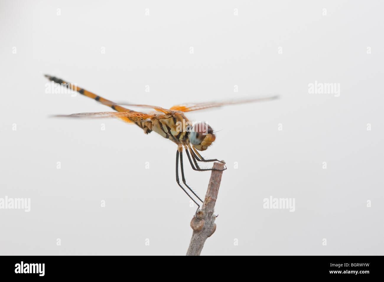 South africa dragonfly hi-res stock photography and images - Alamy