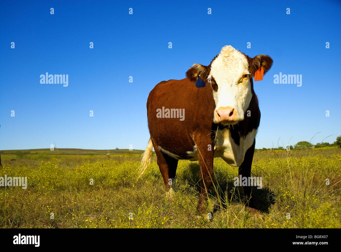 Cow grazing in a green pasture in front of a brilliant blue background ...