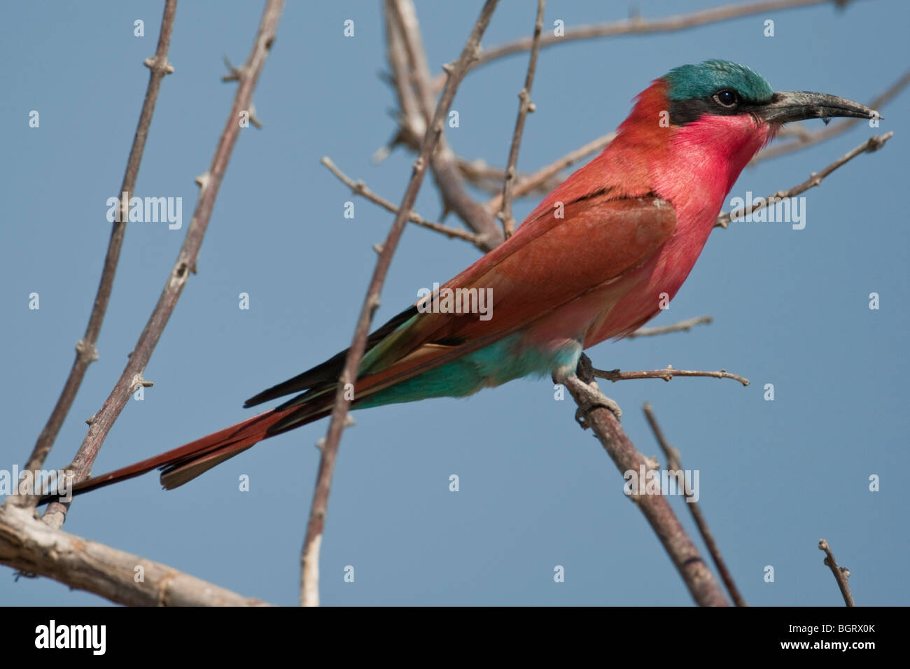 Carmine bee eater botswana hi-res stock photography and images - Alamy