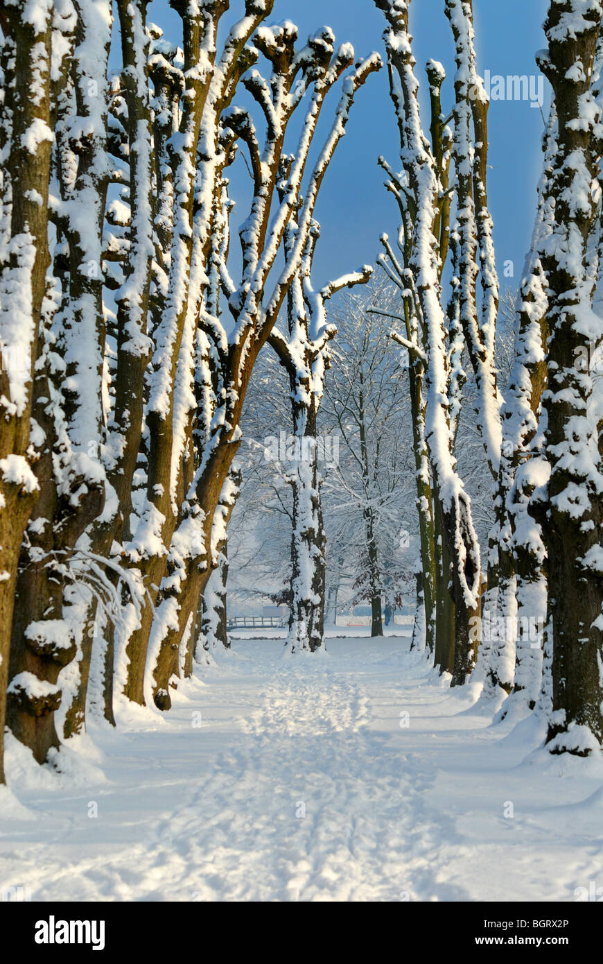 Beautiful winter landscape in the Netherlands ( Elswout Overveen Stock ...