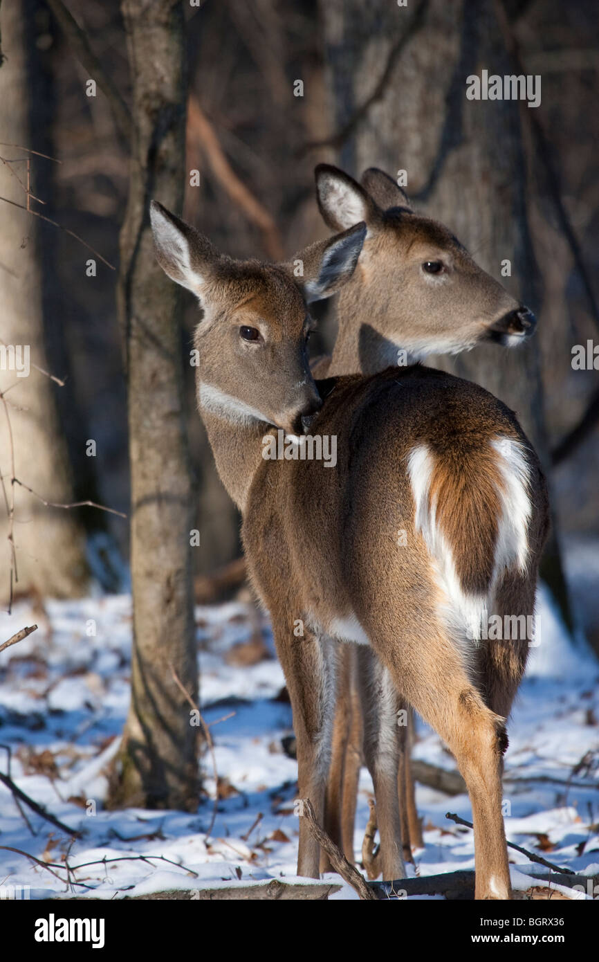 Two whitetail deer standing together while one smooths her coat Stock ...